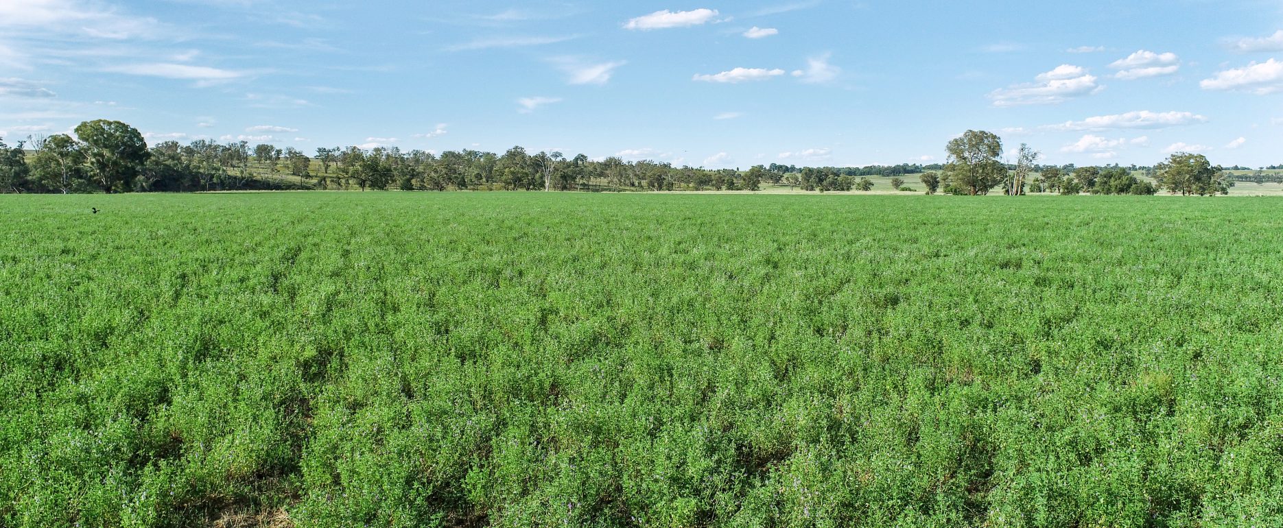 3408 Warrumbungle Way, BINNAWAY NSW 2395 – Peter Milling & Company